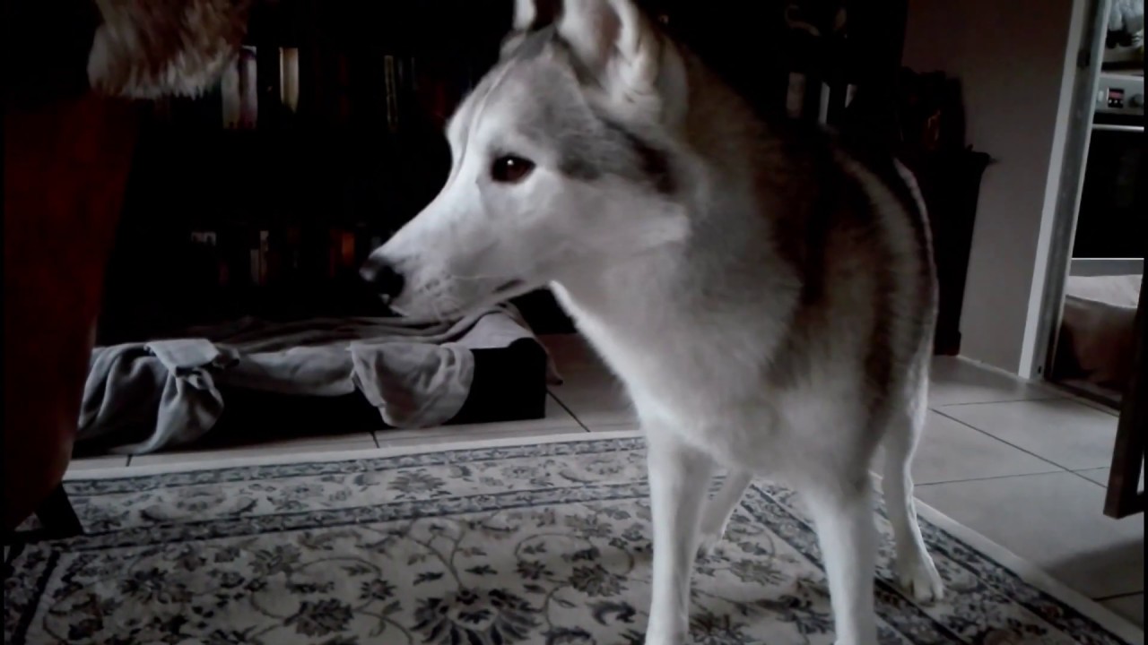 Husky loves his squeaky duck - YouTube
