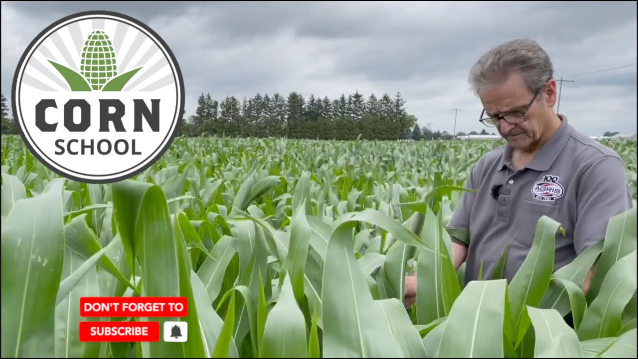 Corn School: Field testing biostimulants for yield and ROI - YouTube