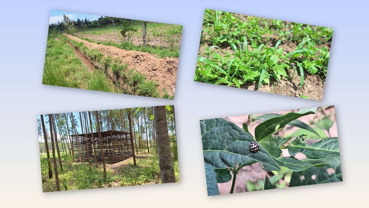 Random Farm Photos | Family Farm - YouTube