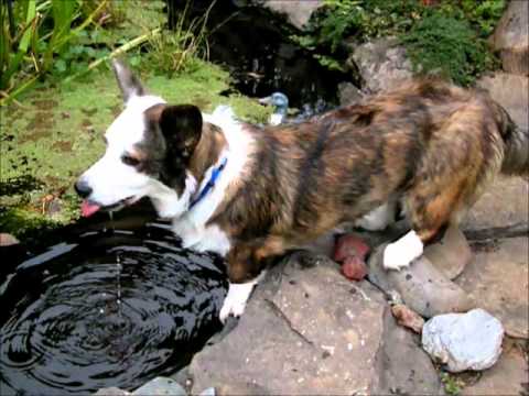 Corgis in Pond - Big Woofs Big Adventure - YouTube