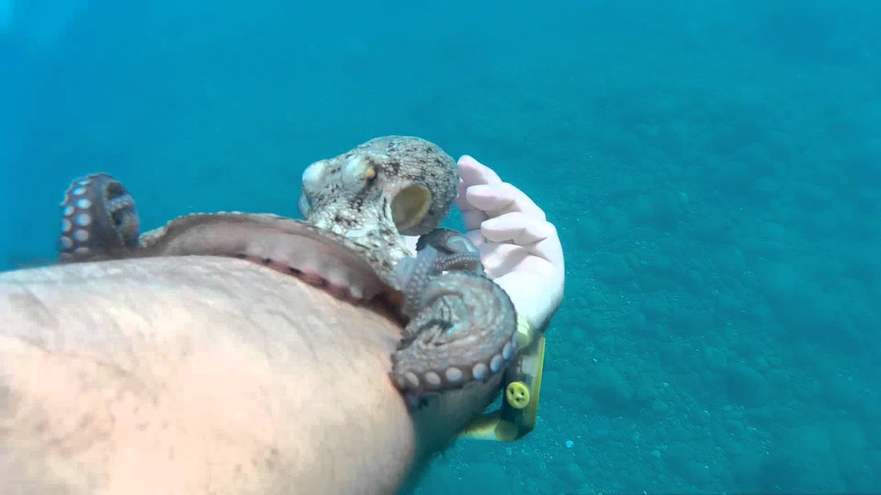 attacco di un piccolo polpo a Letojanni - Taormina (ME) Sicilia - Mar ...