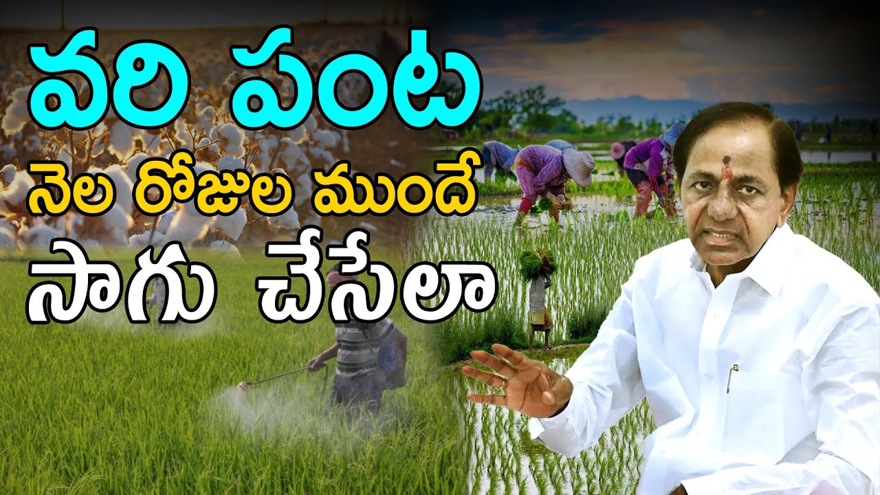 KCR Review on Early Paddy Crop Cultivation|Yasangi Paddy Cultivation ...