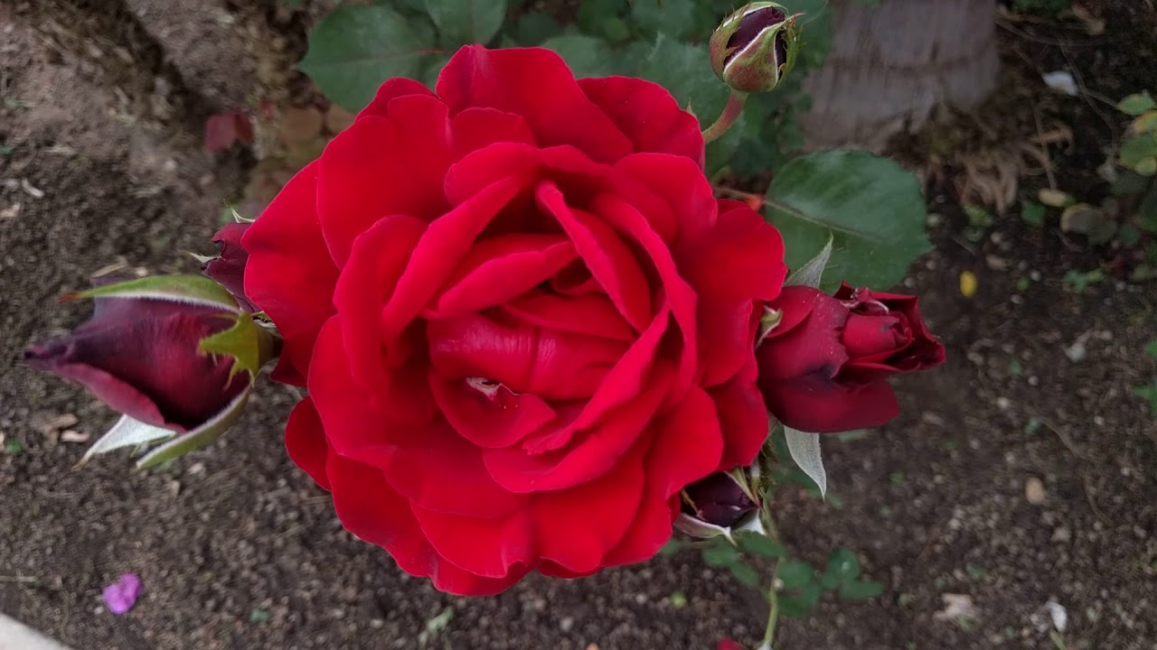 typical bugs that attack roses - YouTube