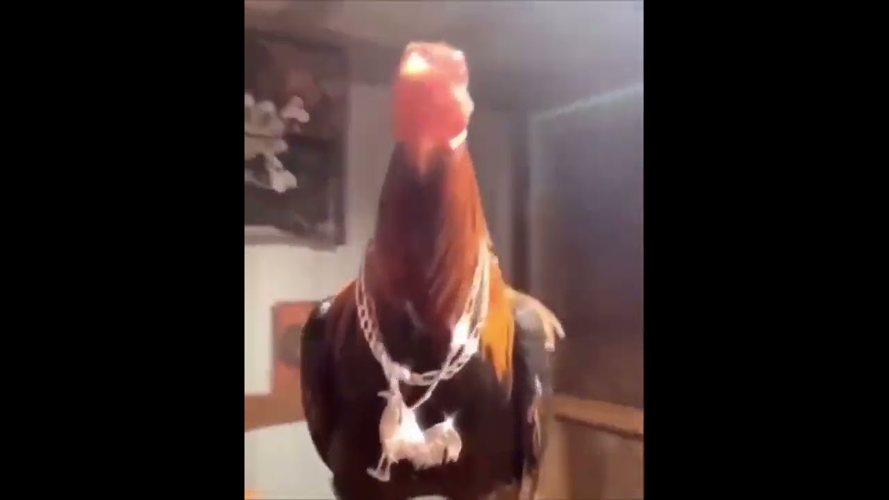 Chicken drip 🥶 - YouTube