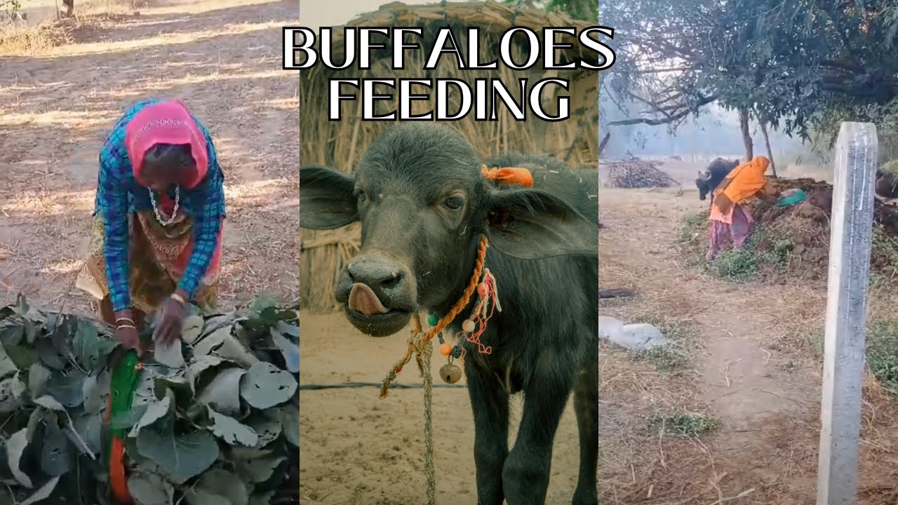 Preparation of Buffaloes Feeding | भैंसों के चारे की तैयारी | ભેંસોના ચારાની તૈયારી - YouTube