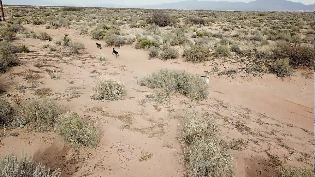 Dogs in the Desert - YouTube