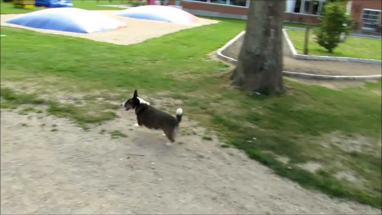 Funny Video - Sliding dog - YouTube