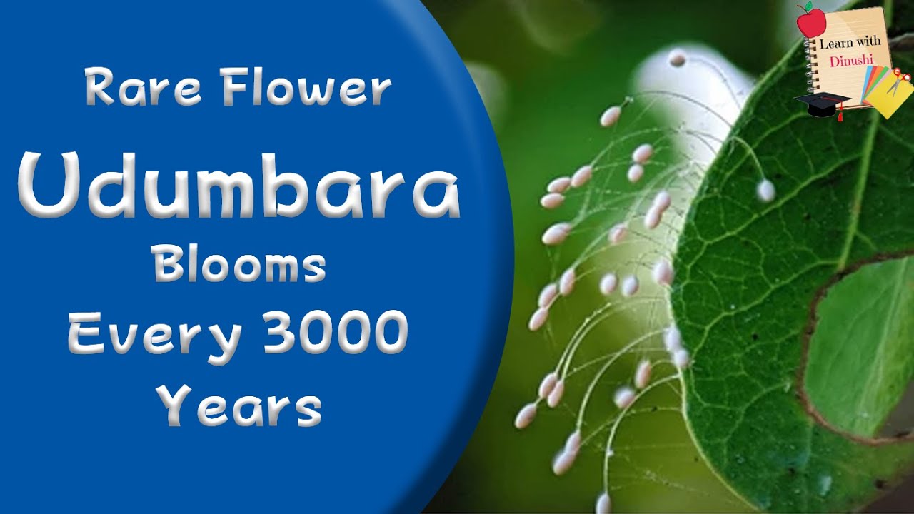 අතිශය දුර්ලභ උදුම්බරා මල - Rare Flower Udumbara Blooms Every 3000 Years ...