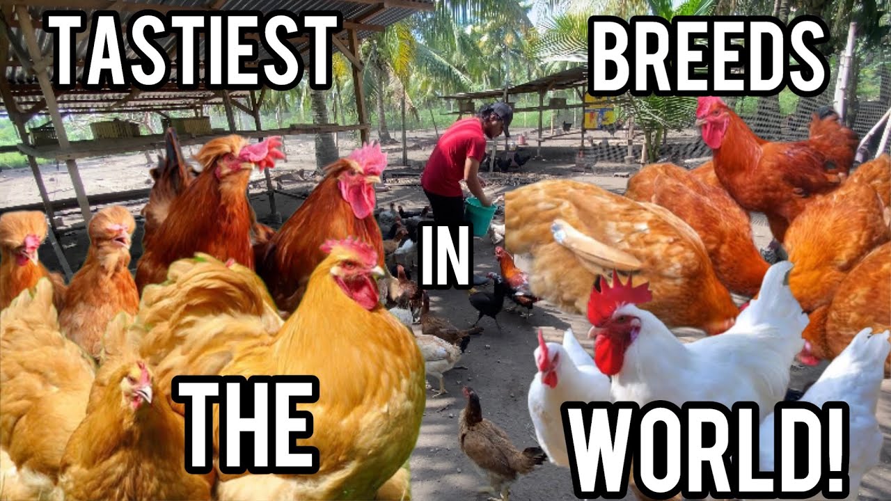 TOP 6 TASTIEST CHICKEN BREEDS IN THE WORLD! - YouTube