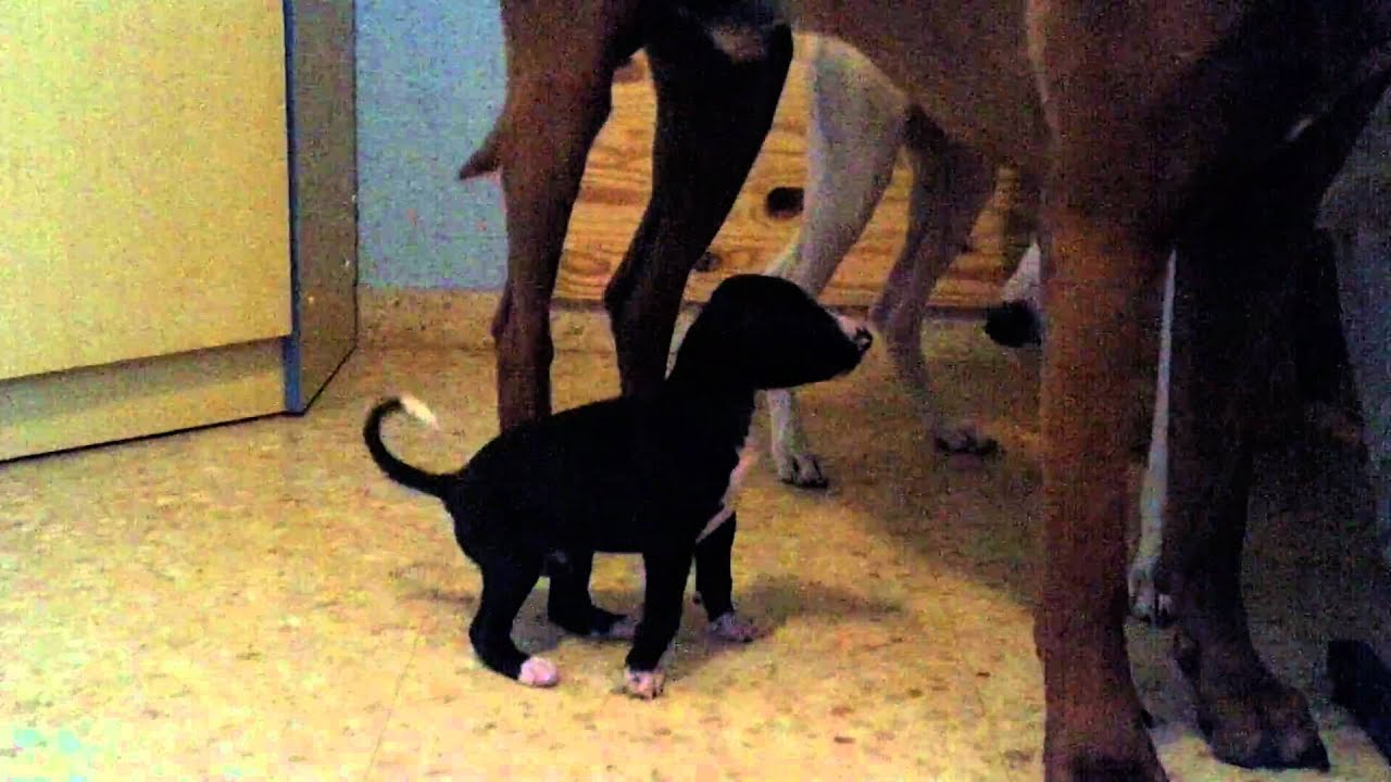 Mini galgo, con 42 kilos de desventaja se enfrenta a Simba... ;) - YouTube