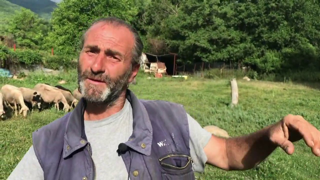 ΛΥΚΟΙ ΚΑΤΑΣΠΑΡΑΞΑΝ ΚΟΠΑΔΙ ΜΕ ΠΡΟΒΑΤΑ ΣΤΟ ΕΜΠΟΡΙΟ ΕΟΡΔΑΙΑΣ - YouTube