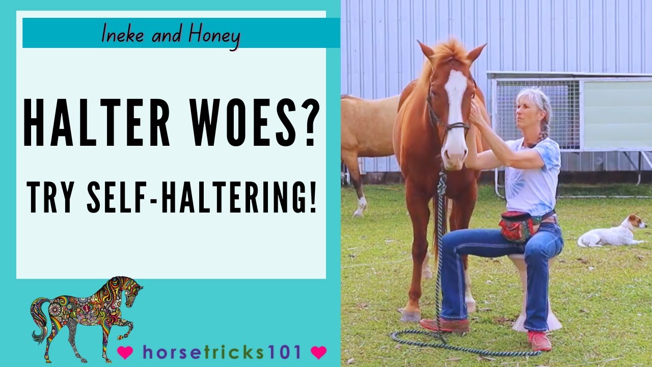 Do You Have a Hard-to-Halter Horse? | How to Teach Self-Haltering ...