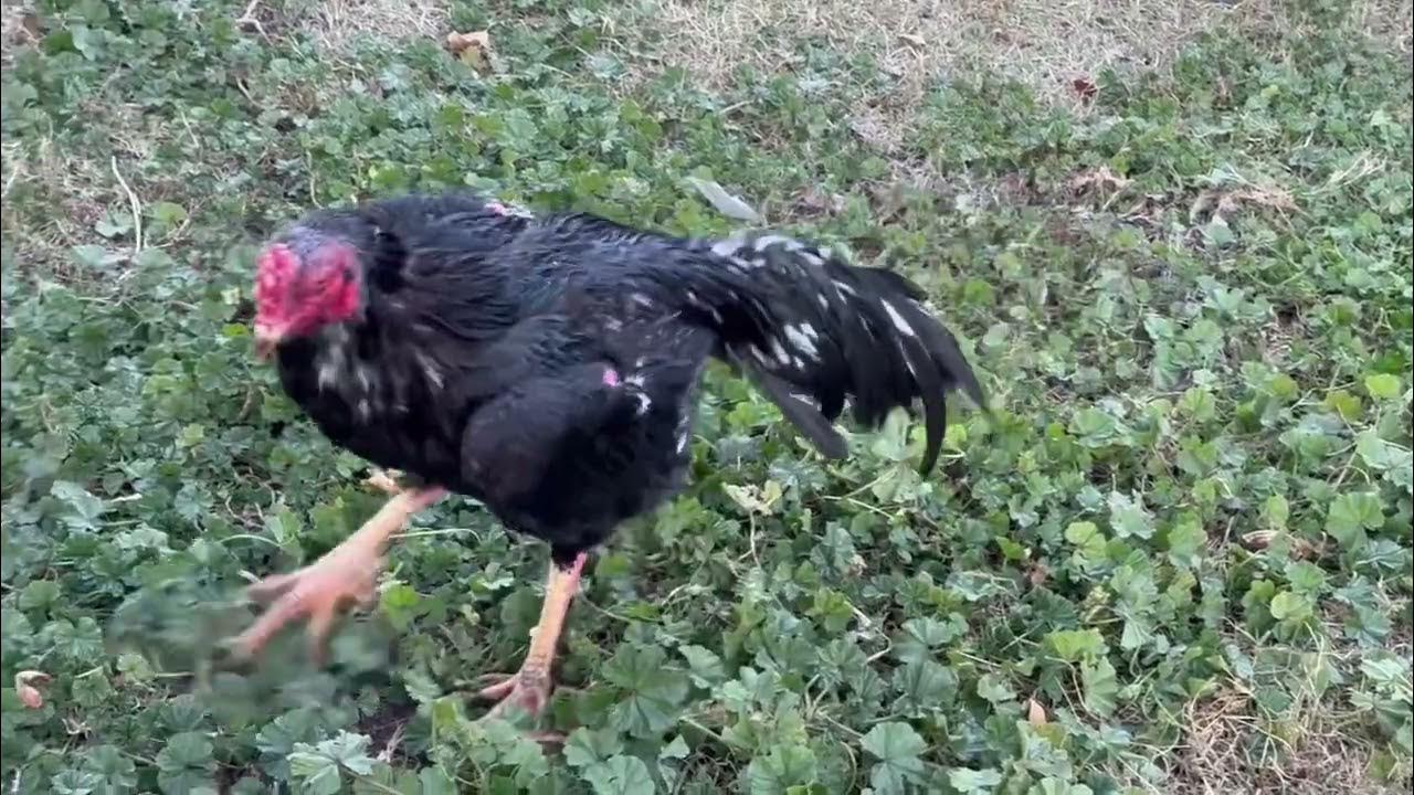 Nyob zoo my qaib brothers… Stay humble! - YouTube