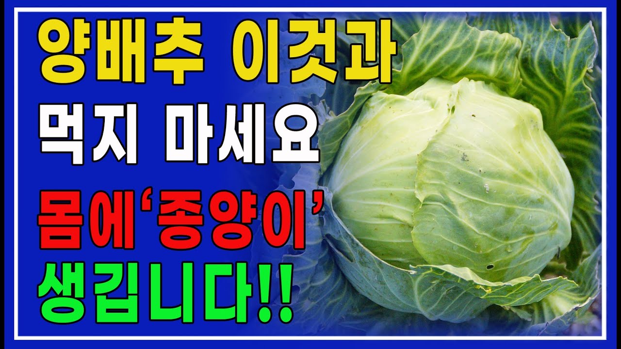 양배추 절대로 이렇게 먹지마세요 몸에 종양이 생기고 부작용을 일으킵니다 양배추와 같이 먹으면 안되는 음식과 양배추 효능