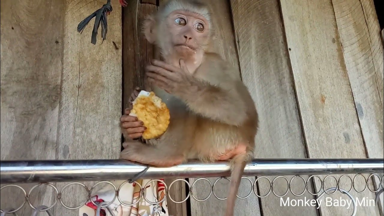 Baby monkeys eat sponge cake made from rice - YouTube