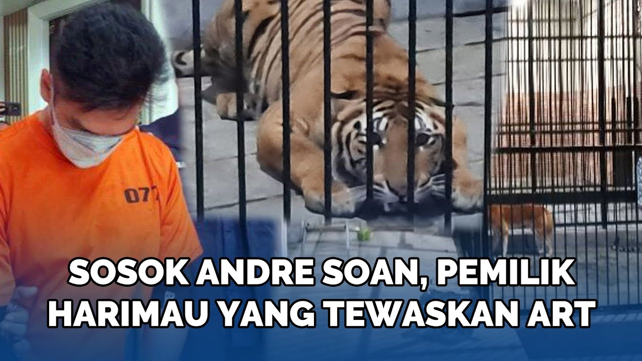 SOSOK Andre Soan, Pemilik Harimau yang Tewaskan ART, Pengusaha Kayu dan ...