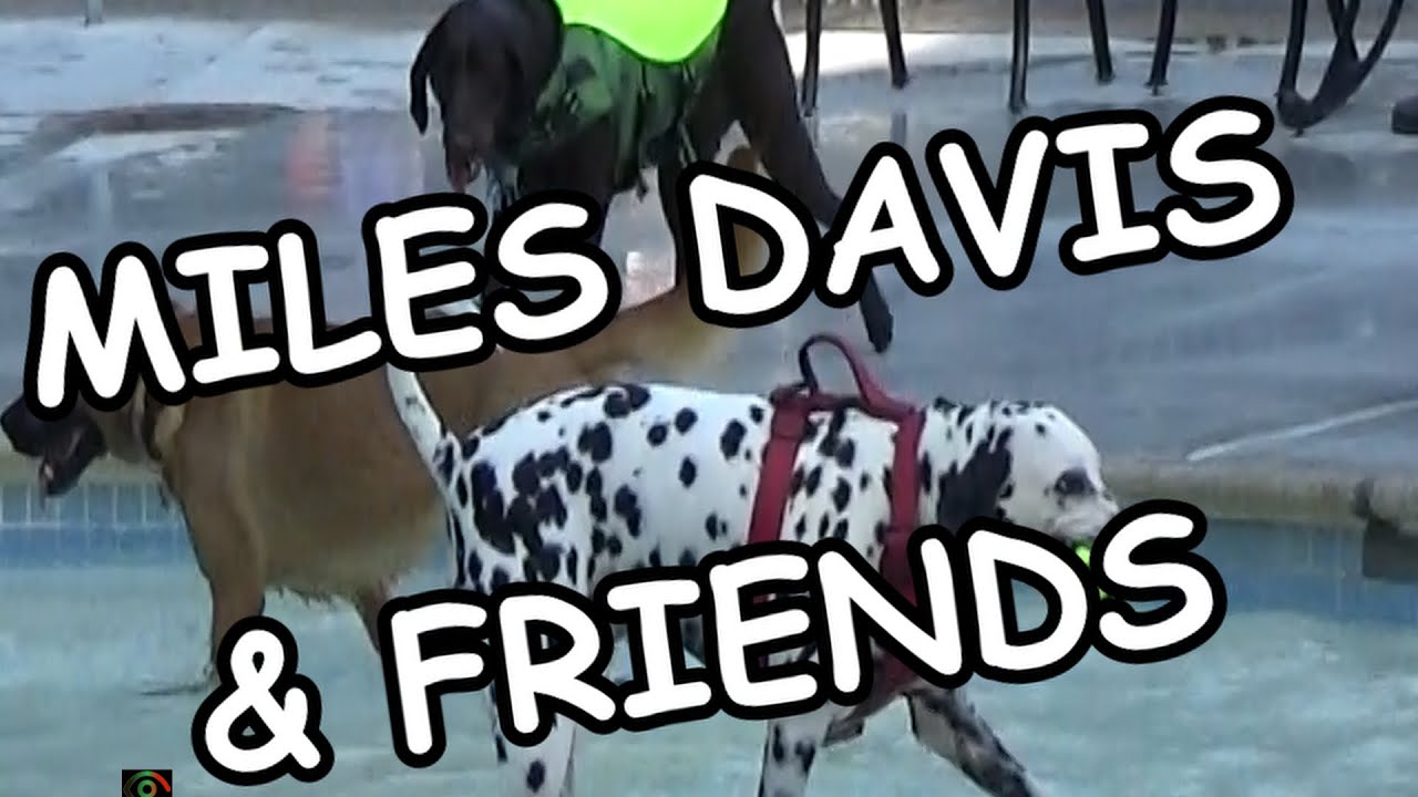 MILES DAVIS & FRIENDS K-9 POOL DAY... - YouTube
