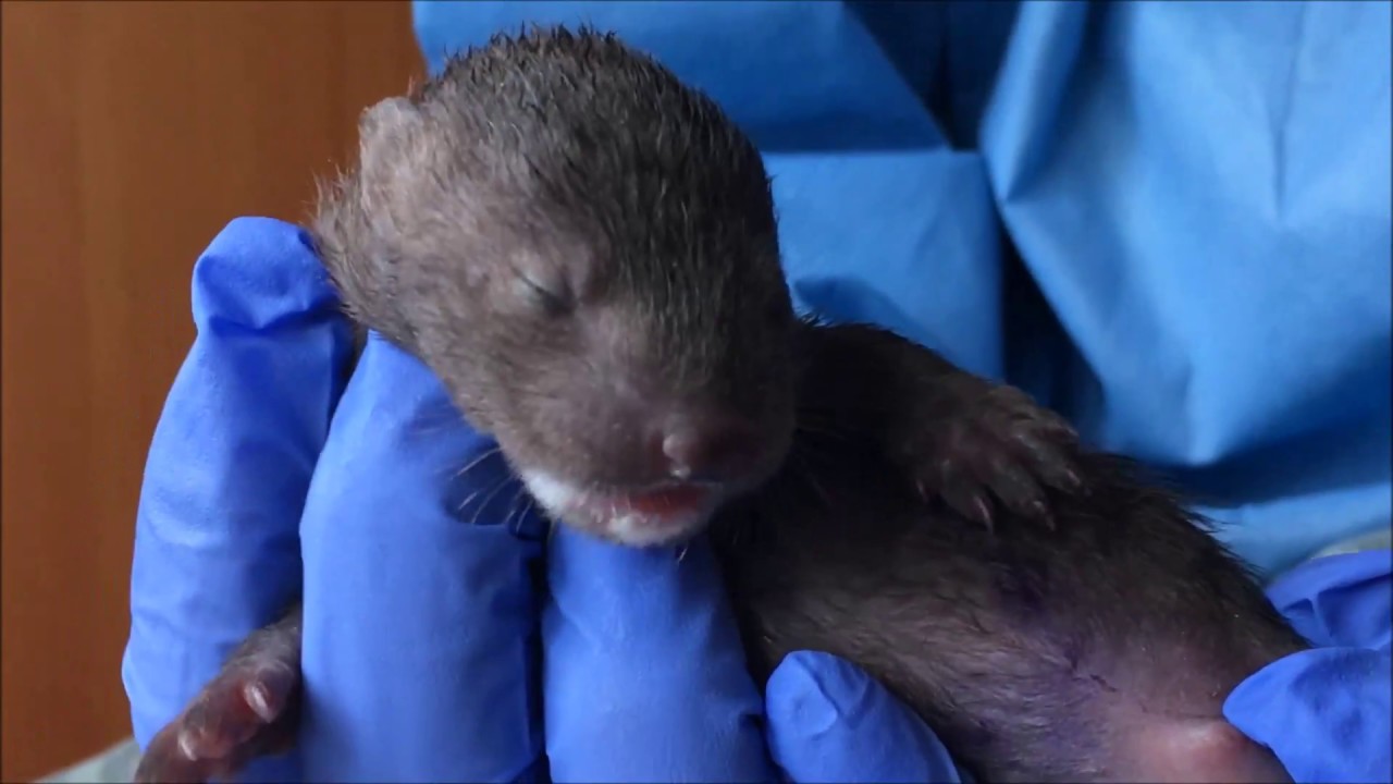 Baby Mink Feeding - June 2017 - YouTube
