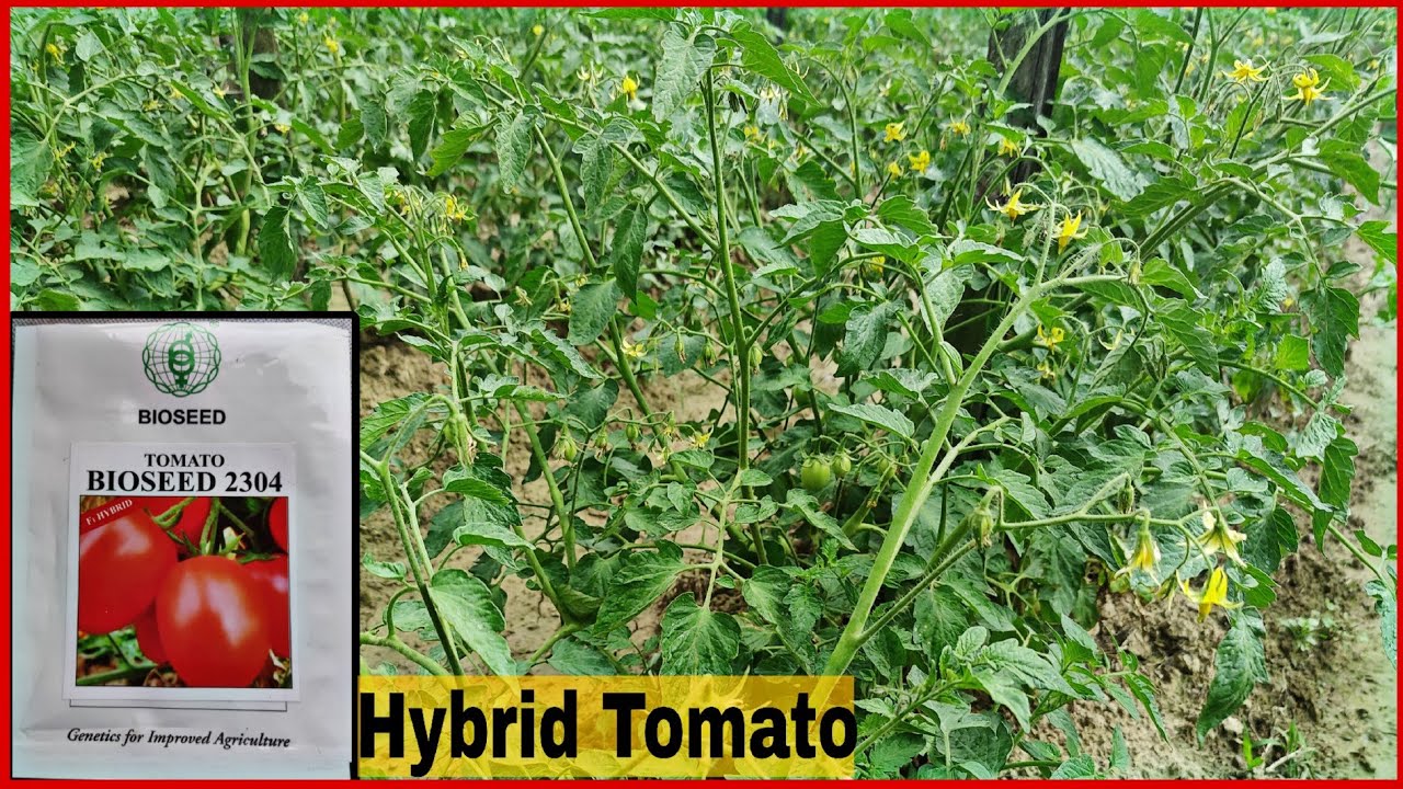 Hybrid Tomato | Bioseed 2304 | 60days update | Tamatar ki kheti ...
