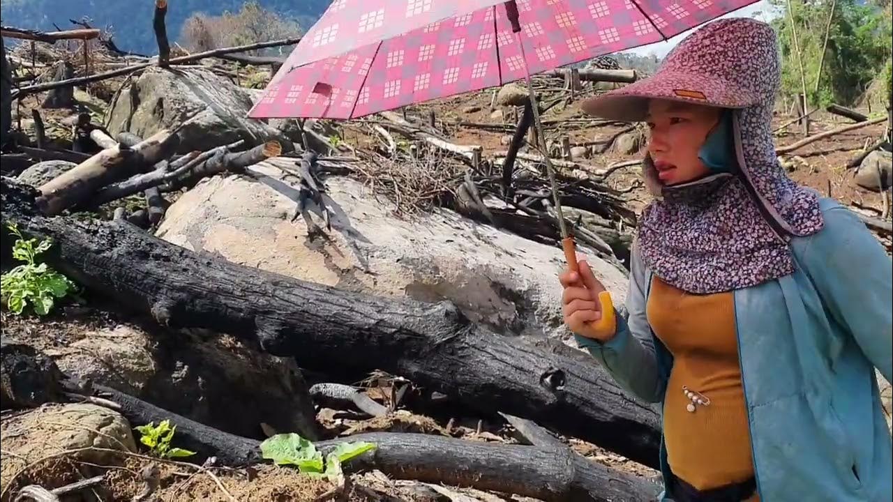 10 /7/ 2024 hnub no mus nrog niam ntxawm nyiaj ntxhw nkawv cog nplej - YouTube