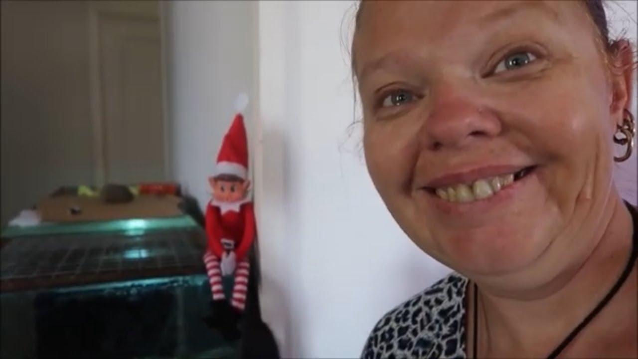 Elf On The Shelf Say 13 Archie Sitting On The Lizard Enclosure - YouTube