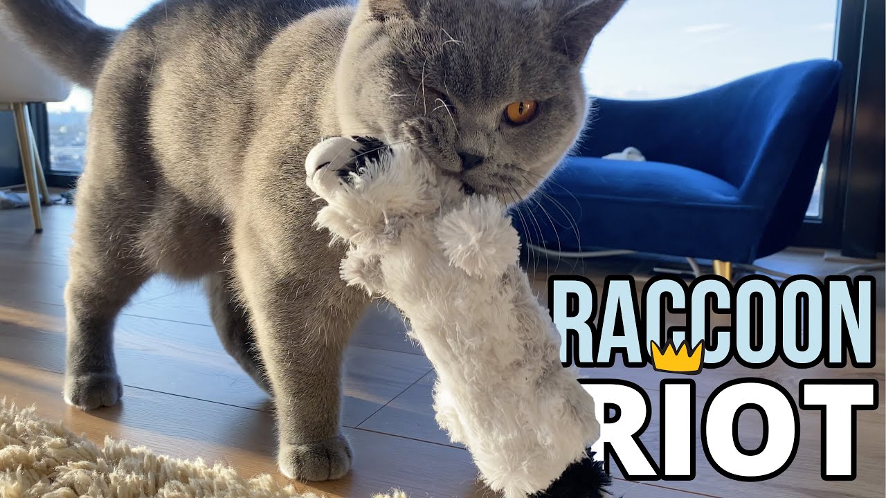 Lord Louis - Raccoon Riot - YouTube