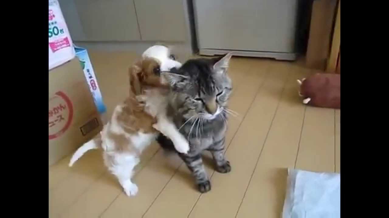 Vídeos de perros y gatos de risa, chistosos y locos. Video of funny and ...