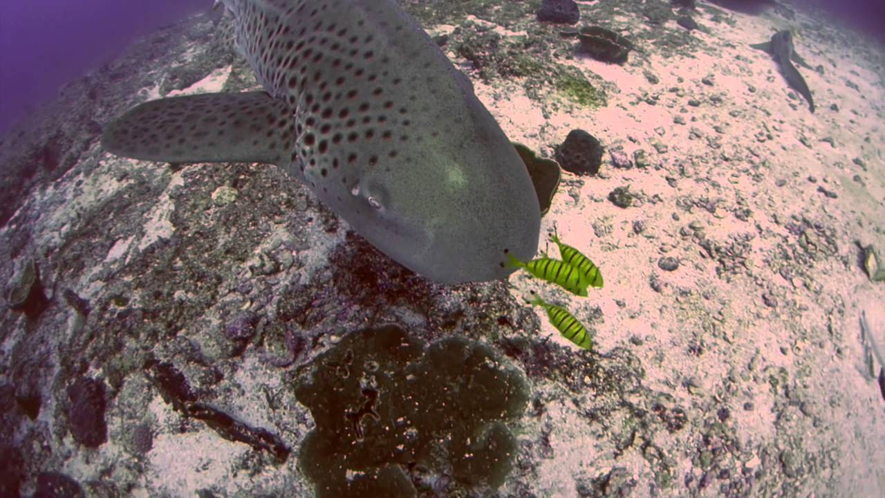 Leopard sharks on Amazon Reef in Tofo - YouTube