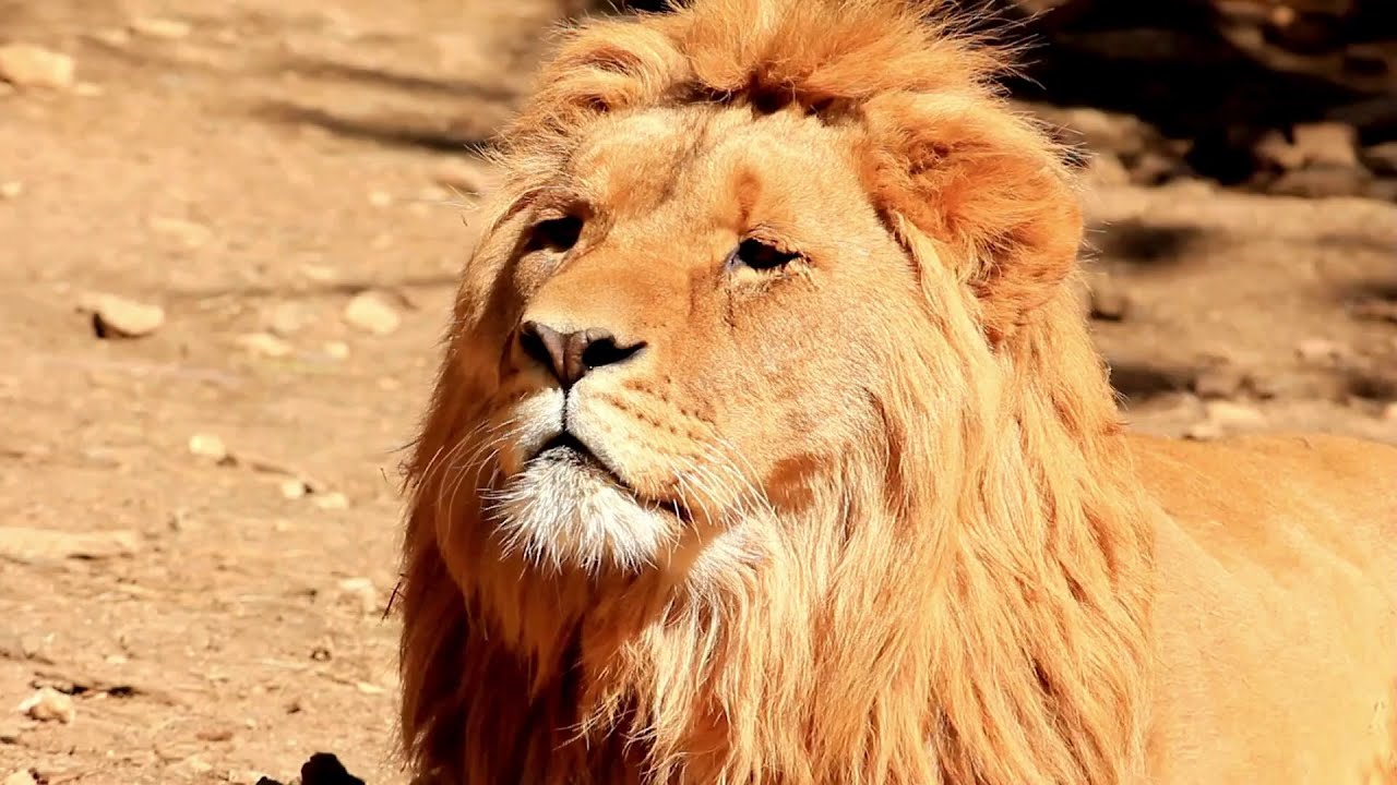 Exploring Wildlife Serenity: Relaxing Nature and Calm Animals in the ...