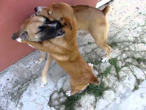 Corgi vs Boxer mix Part 1 - YouTube