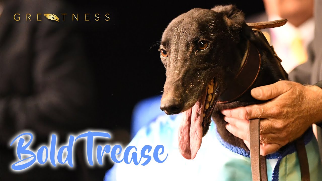 2018 Bold Trease | Barcali - YouTube