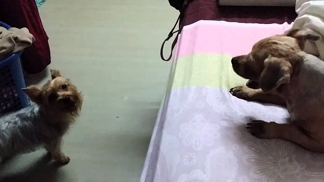 Dogs argument - YouTube