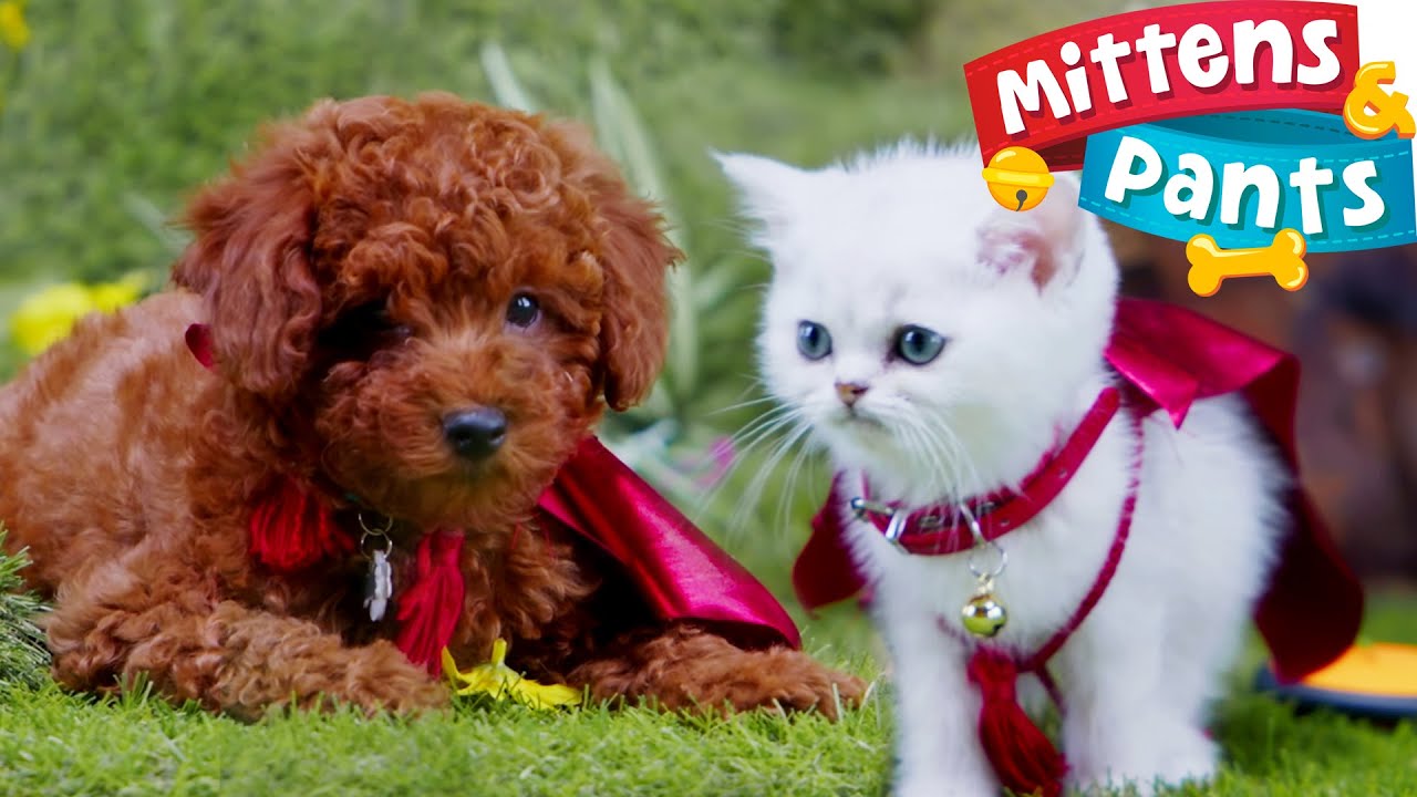 Mittens & Pants | The Best Episodes Of Season 1 | Pet Shows For ...