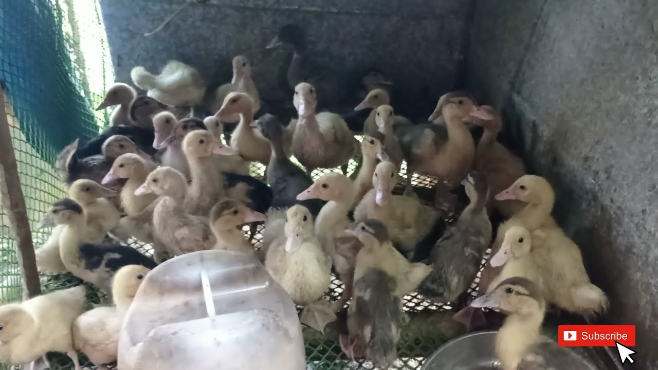 tips para mas mabilis lumaki ang ating alagang pato/ducklings. # ...