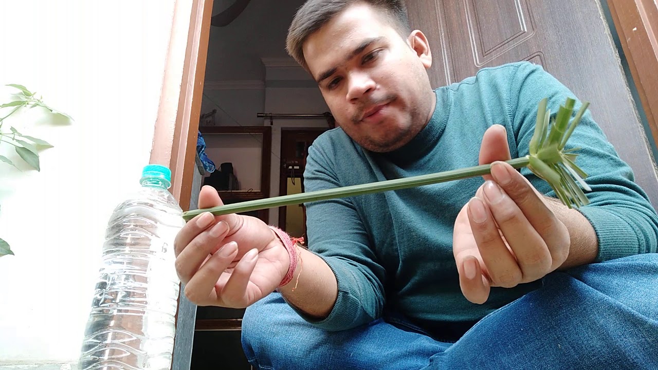 umbrella 🌴Palm, cyperus plant, how to grow with stem । नागरमोथा उगाए ...