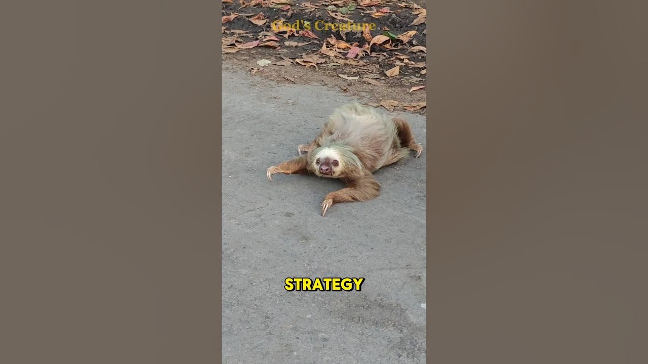 Sloths: The Slowest Genius of the Animal Kingdom! #sloths #animals ...