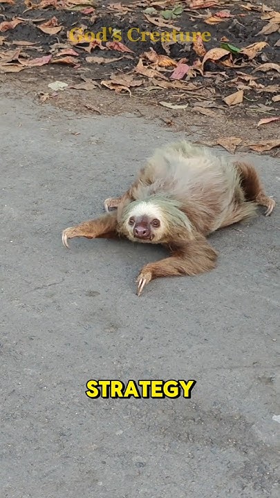 Sloths: The Slowest Genius of the Animal Kingdom! #sloths #animals ...