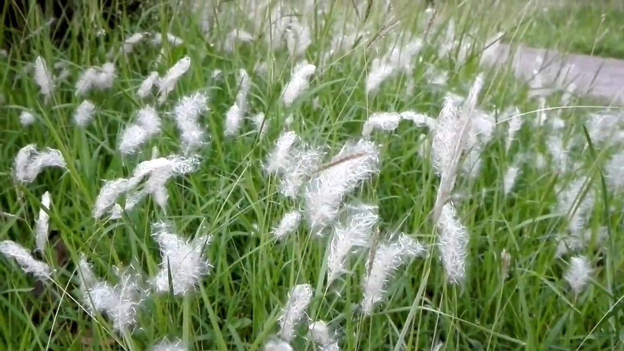 Beauty of Bangladeshi Grass flower (Kashful) - YouTube