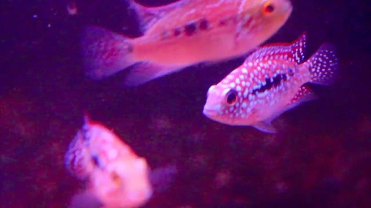 Super Red Texas 1 5 2 inch 25 11 2014 - YouTube