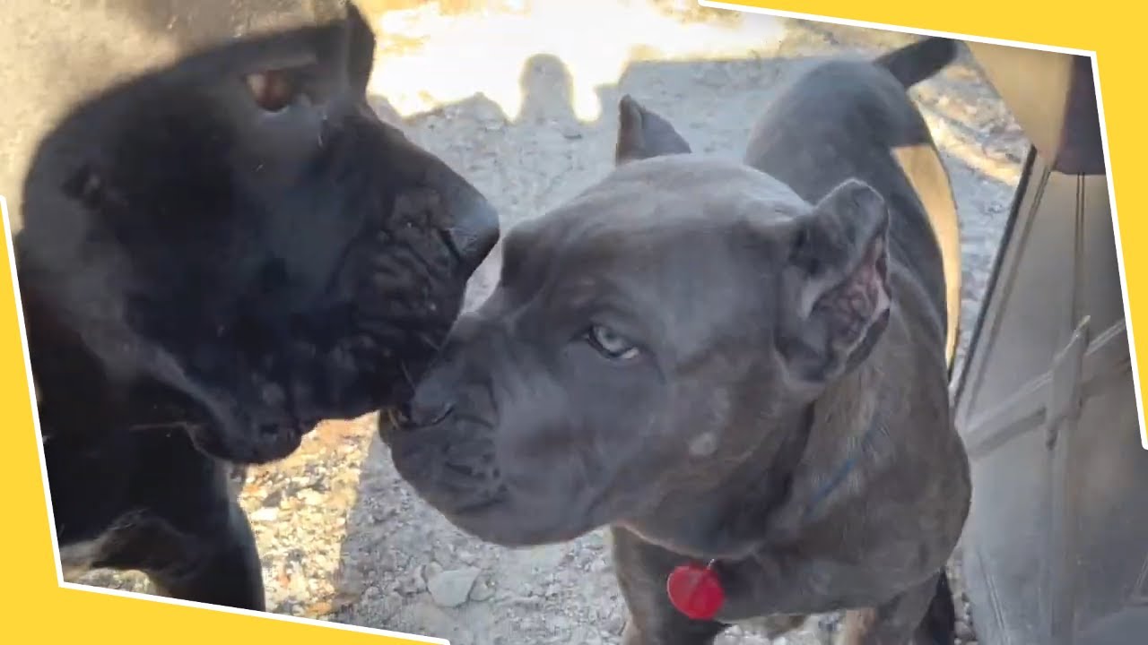 CANE CORSO Pack Dynamics with Addition of PITBULL Puppy - YouTube