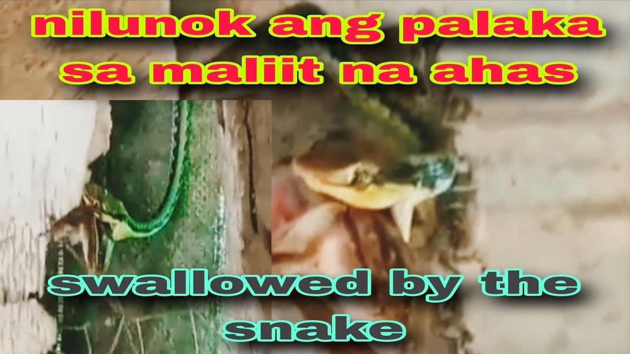 SNAKE VS FROG nilamon ang palaka sa gutom na ahas #foodchain # ...