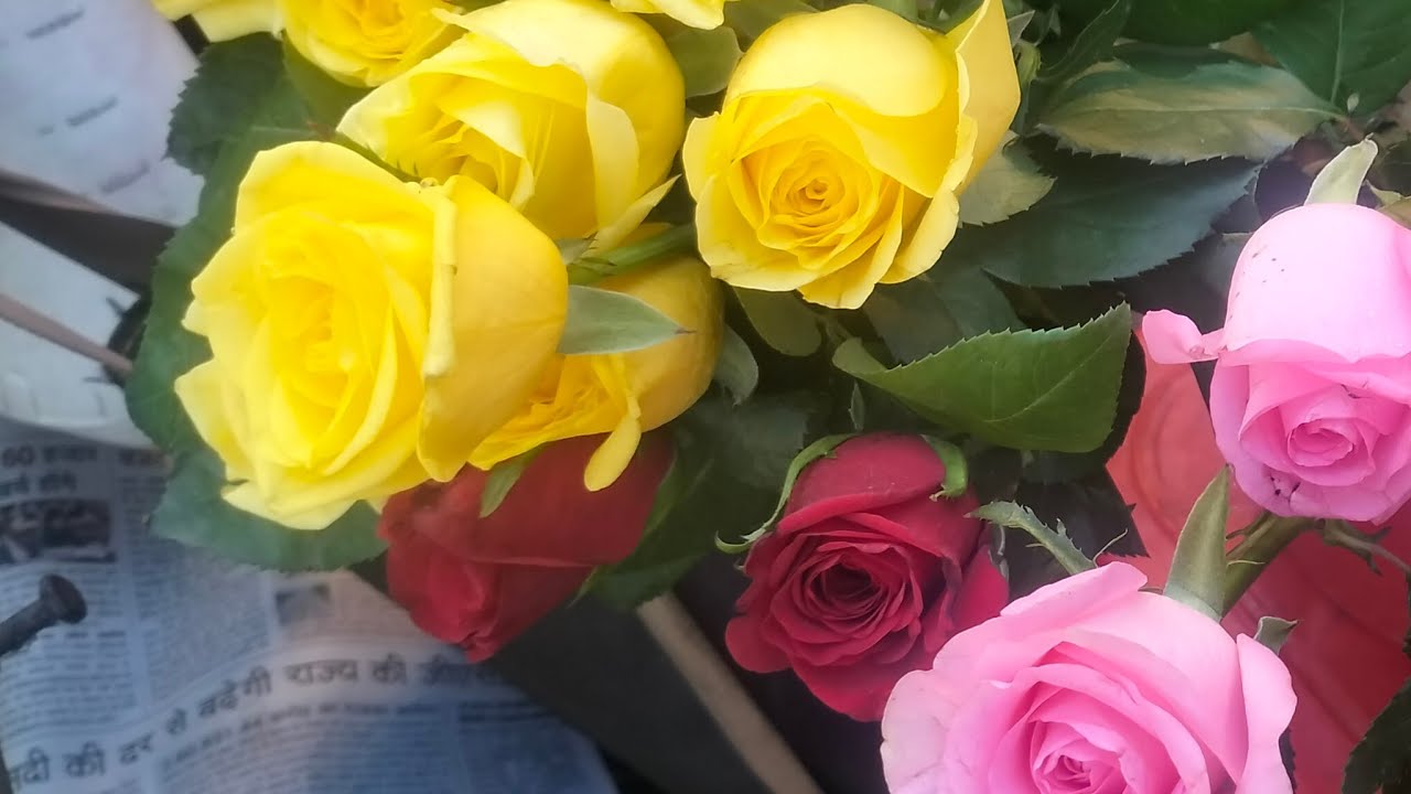 Daly Life style. Create reels. Travelong and vloging video shoot new ...