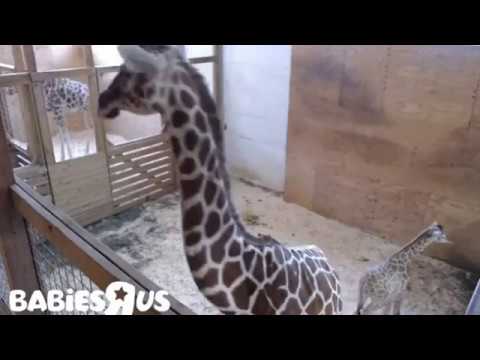 Giraffe | Animal Adventure Park Giraffe Cam - April the giraffe Live ...
