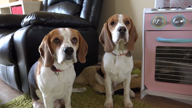 Who Did This Mess? - Funny Dog Snitches on Guilty Puppy - YouTube