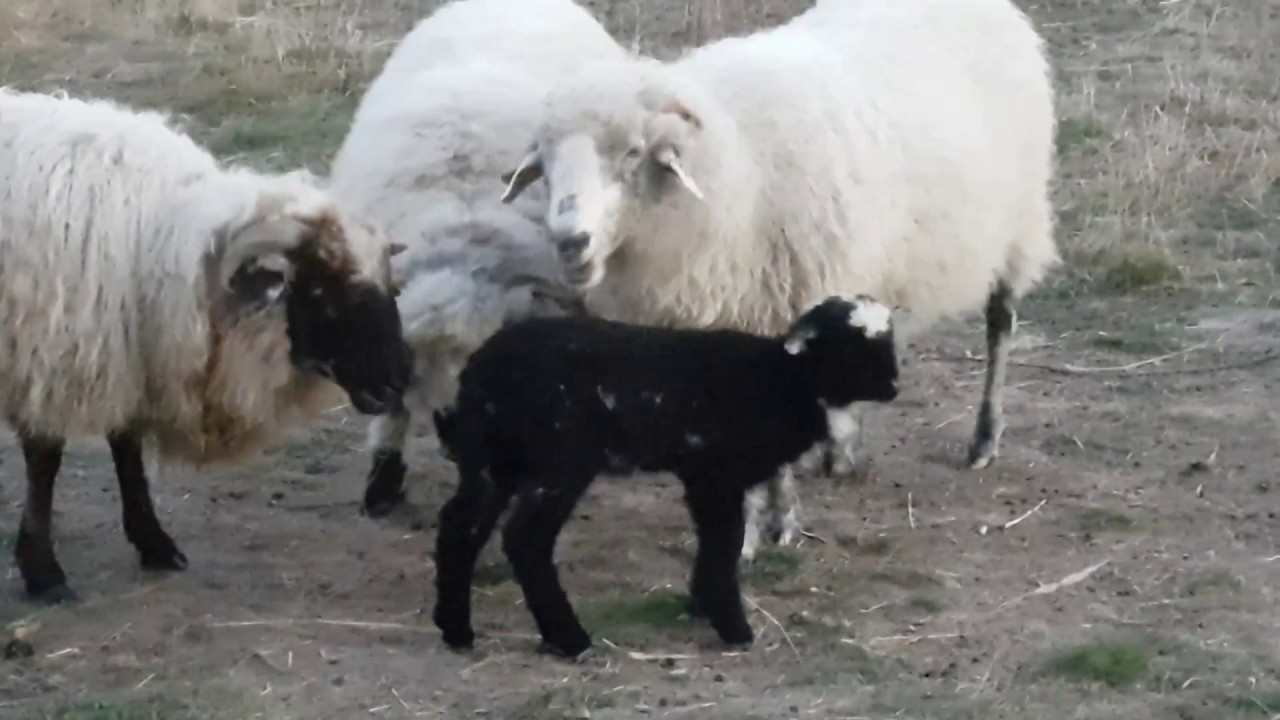 Qengji i vogel - YouTube