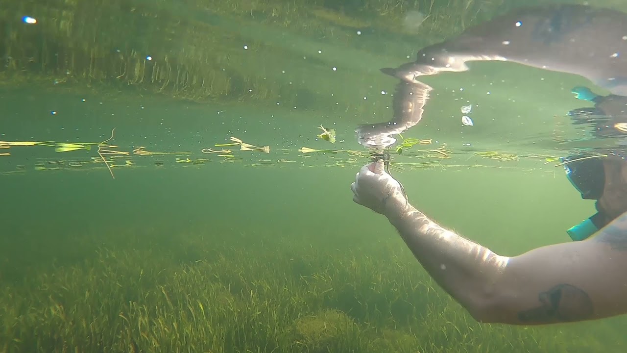 Journey of a Drowning Rat - YouTube