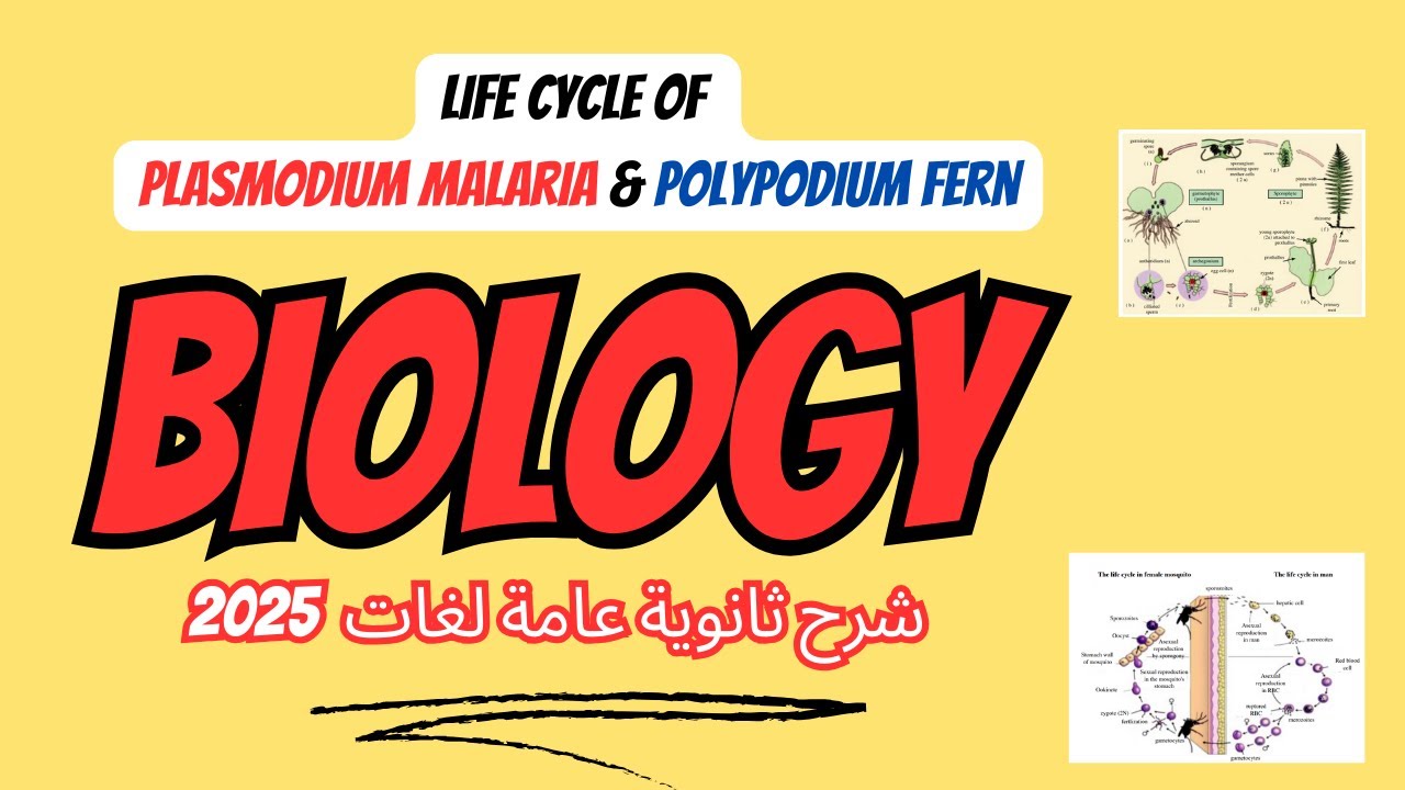 ادرس بيولوجي شرح chapter 3 biology (life cycles of malaria & polypodium ...