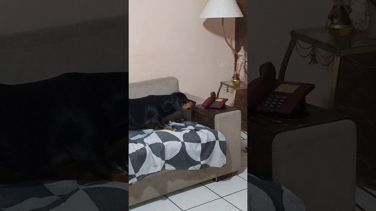 Dog is a Pro at Answering the Phone || ViralHog - YouTube
