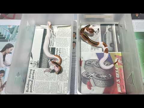 Pied Ball Python Hatchlings 1st Meal (Warning! live feeding) Hopper ...