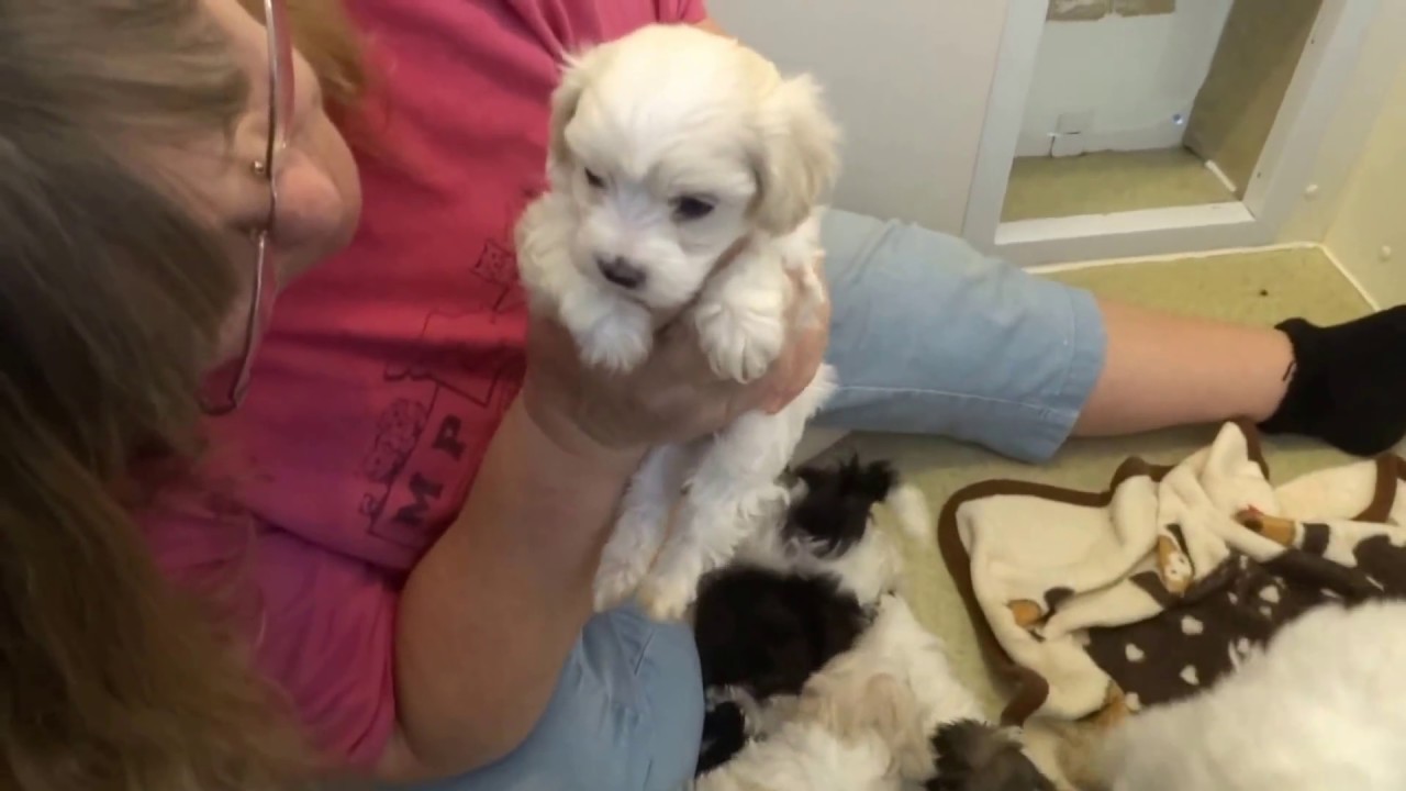Parti-Color Maltipoo puppies from Hearthside Meadow - YouTube